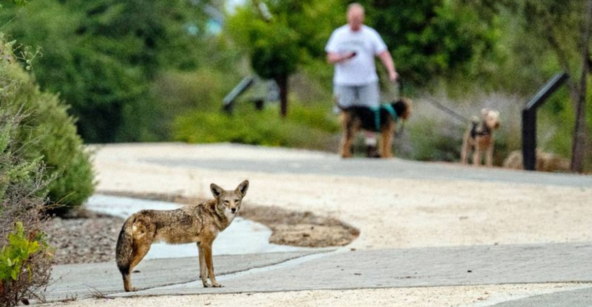Coyote Central: These 9 States Are Wild with America’s Most Elusive ...