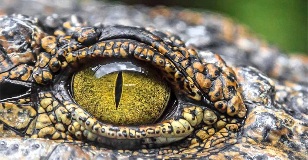 Crocodile Tears: The Strange Truth Behind the World’s Fakest Cry ...
