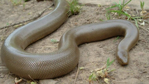 Discover the 15 Most Unusual Snakes in the U.S. - Exploring Animals