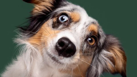 Dog Puberty Is Real—Here Are 12 Things You’ll Definitely Notice ...