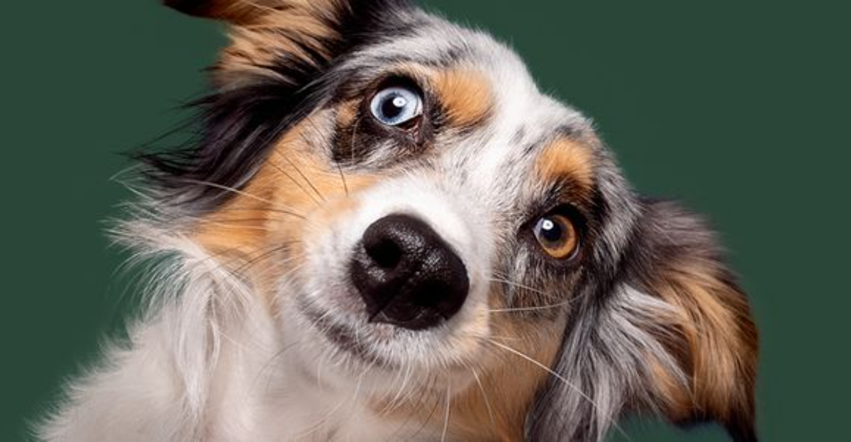 Dog Puberty Is Real—Here Are 12 Things You’ll Definitely Notice ...