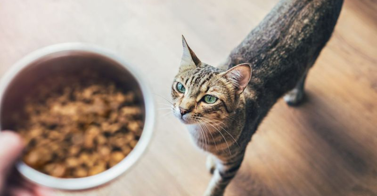 Dry Cat Food: Pros and Cons Every Cat Owner Should Know - Exploring Animals