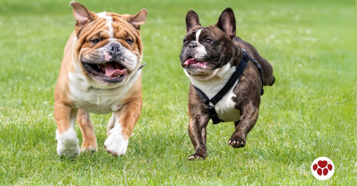English Bulldog vs French Bulldog: What’s the Difference? - Exploring ...