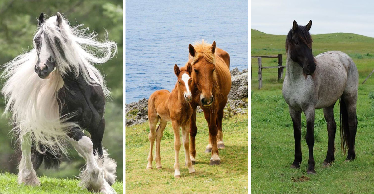 Explore 15 Rare Horse Breeds You’ve Likely Never Heard Of - Exploring ...