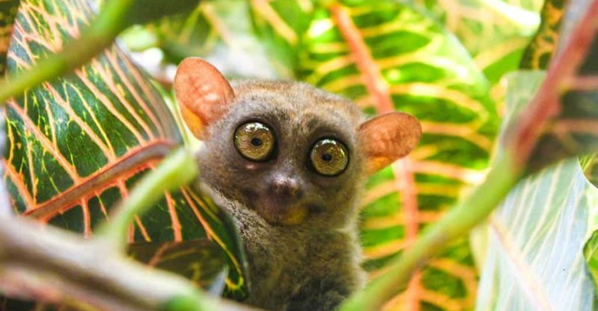 Explore the Wild Side: 13 Amazing Animals of the Philippines ...