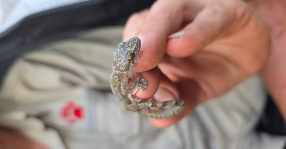 Forgotten for 30 Years, This Elusive Reptile Just Reappeared in South ...