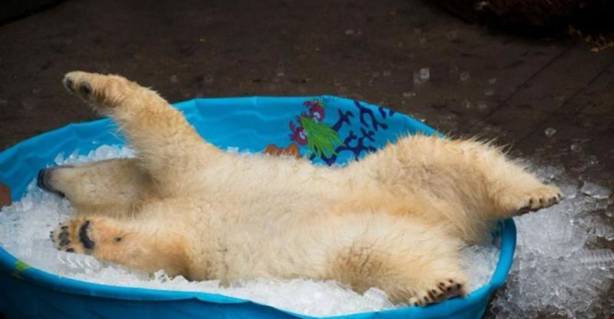 From Ice Baths to Frozen Fruit—How Zoo Animals Stay Cool All Summer ...