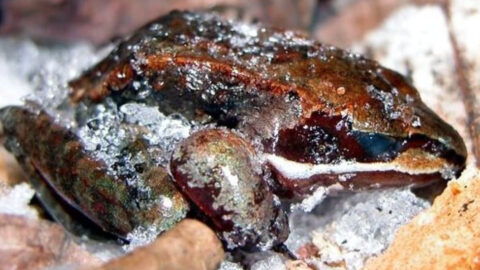 Frozen Solid, Still Alive: Mind-Blowing Facts About the Alaskan Wood Frog - Exploring Animals
