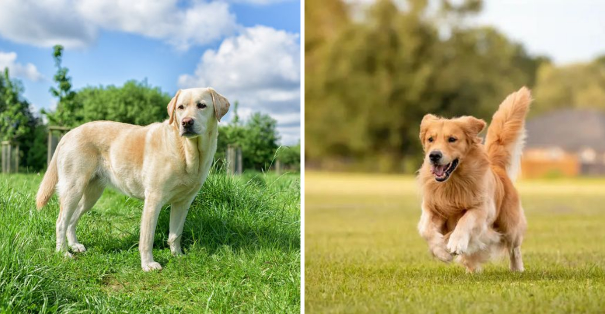 Golden Retriever vs. Labrador: 7 Key Differences You Can’t Miss ...