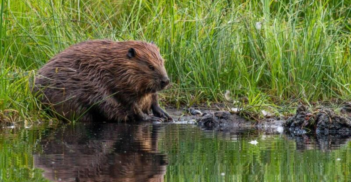Historic Beaver Comebacks: How Dam-Building Rodents Are Restoring ...