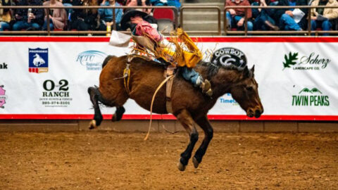 How Rodeo Rules Are Actually Keeping Animals Safer - Exploring Animals