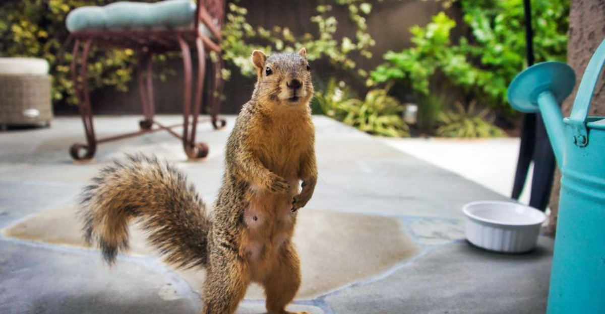 How Squirrels Took Over the Suburbs: 12 Fascinating Facts - Exploring Animals