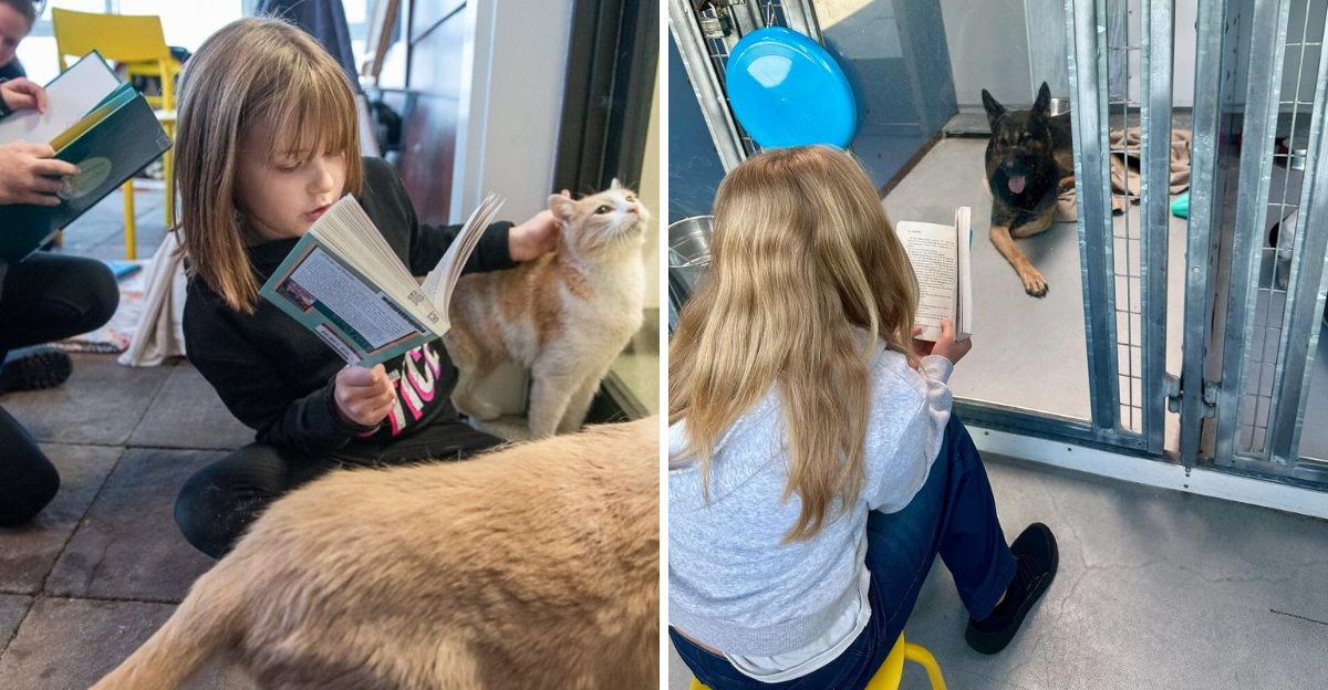 How Story Time and Snuggles Are Helping Shelter Animals Feel Loved ...