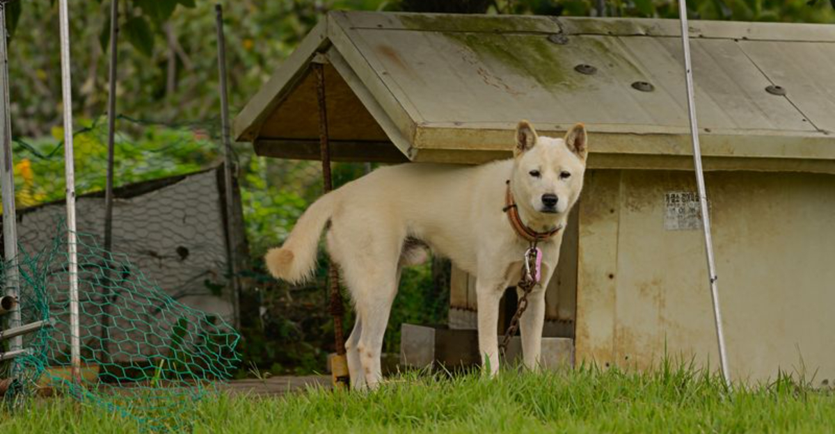 I Witnessed a Kangal Face Down A Wolf And Discovered 14 Breeds Built ...