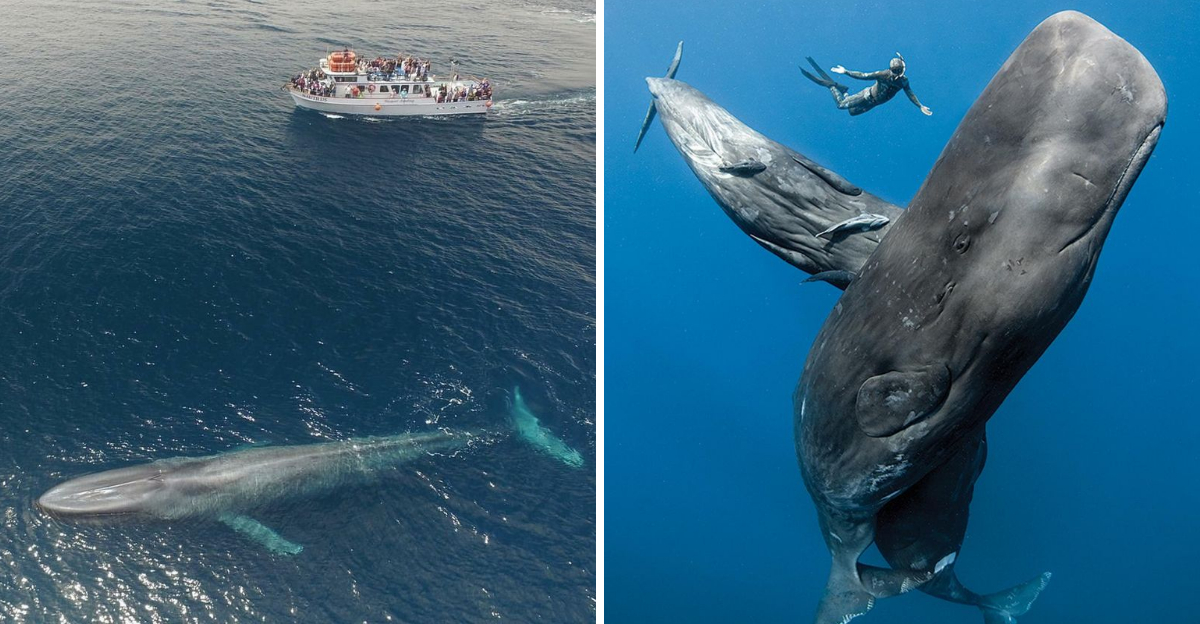 If You Think Great Whites Are Huge, Meet the True Giants of the Sea ...