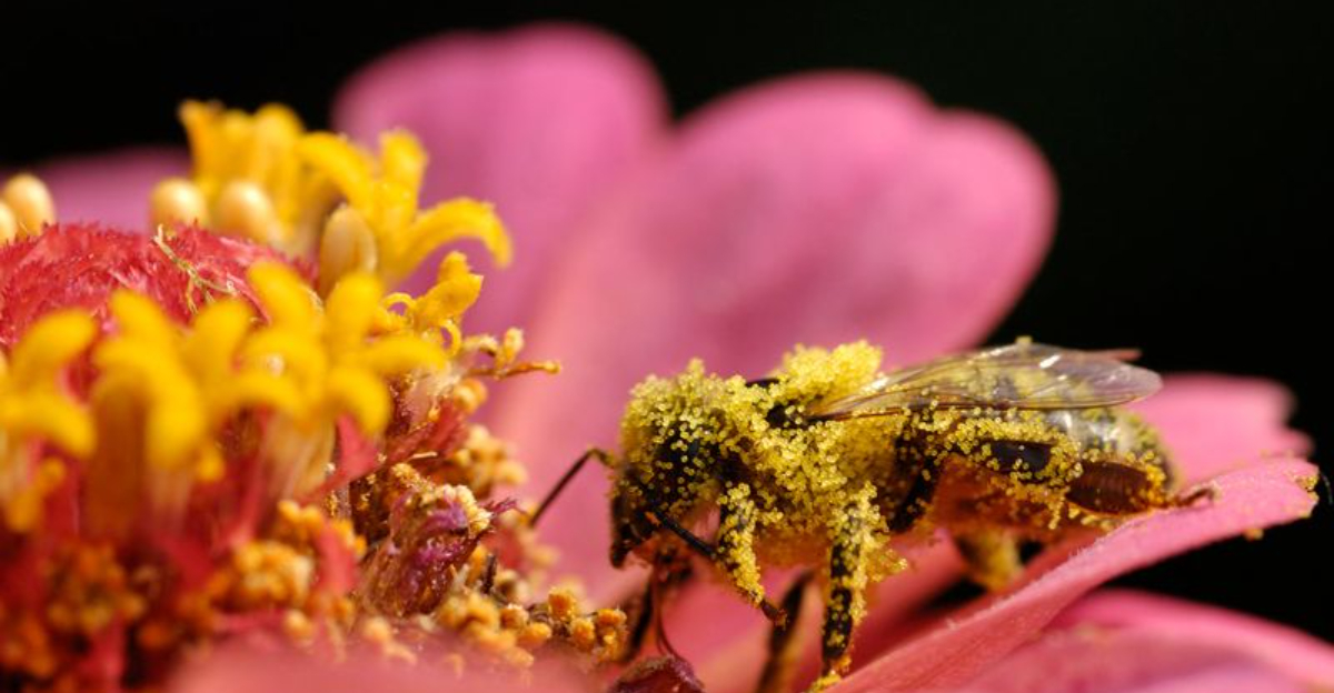 Insects Are Saving the World—Here Are 11 Ways They’re Doing It ...