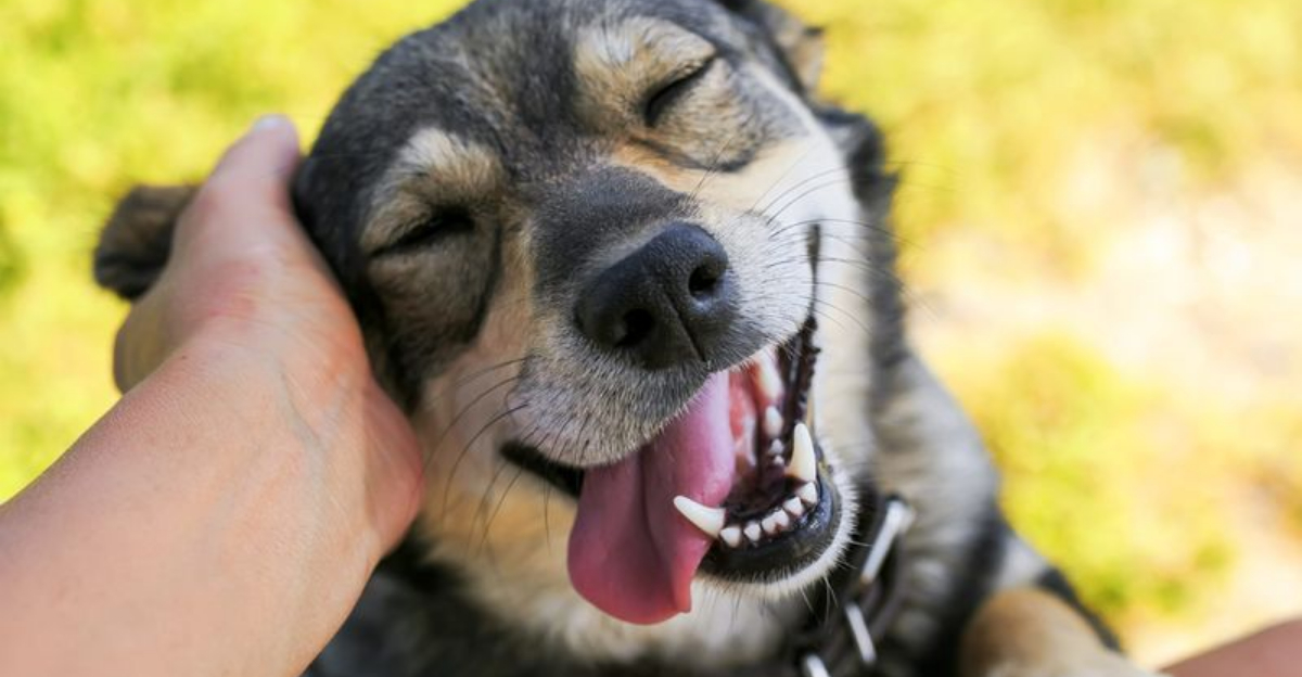 Is Your Dog Truly Happy? These 12 Quiet Signs Say It All - Exploring ...