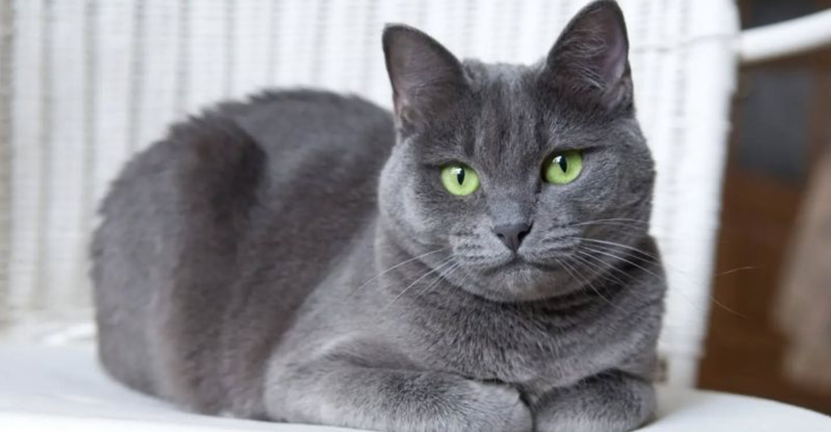 Looking for a House Cat? These 16 Breeds Are the Best of the Best ...