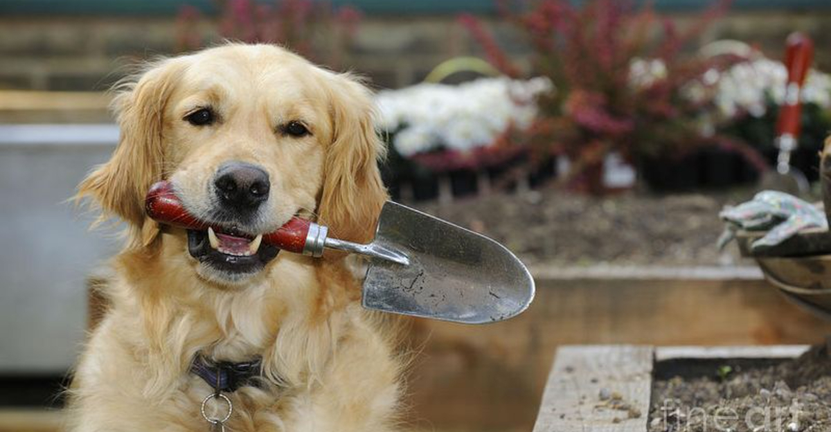Love Gardening? Vets Recommend These 10 Dog Breeds for You - Exploring ...