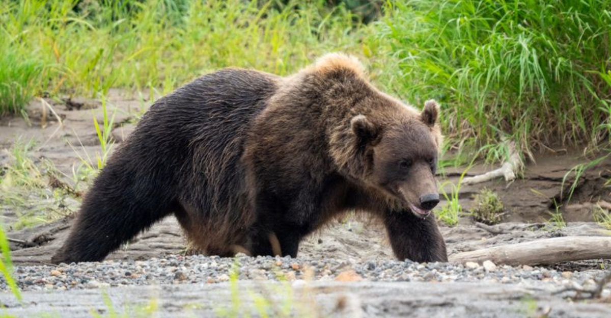 Meet the 15 Biggest Brown Bears Ever Spotted in North America (They’re ...