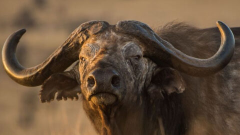 Meet the African Buffalo: 12 Wild Facts About This Powerful Beast ...