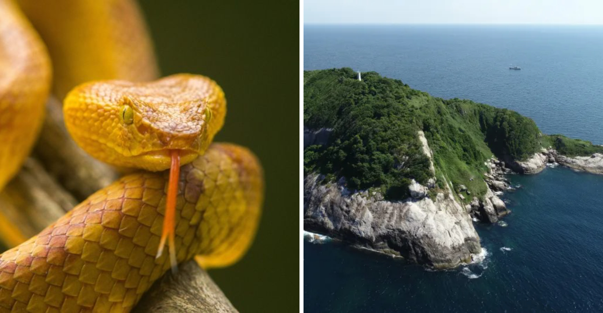 No Humans Allowed -10 Mind-Blowing Facts About Snake Island’s Venomous ...