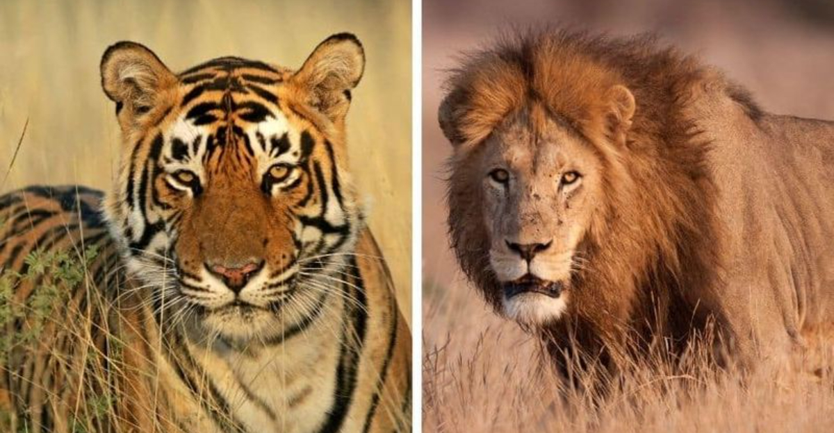No Tigers in Africa? Here’s Why—and Who Rules Instead - Exploring Animals
