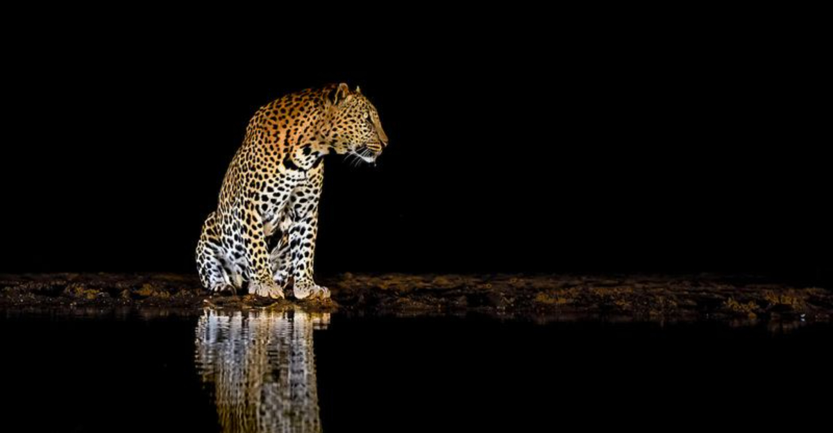 Nocturnal vs. Daylight Animals: Who Rules the Night and Who Owns the ...