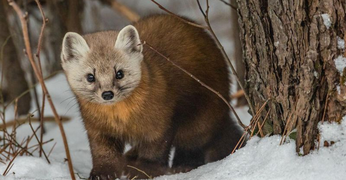 North America’s Hidden Treasures 12 Wild Animals You’ll Rarely See ...