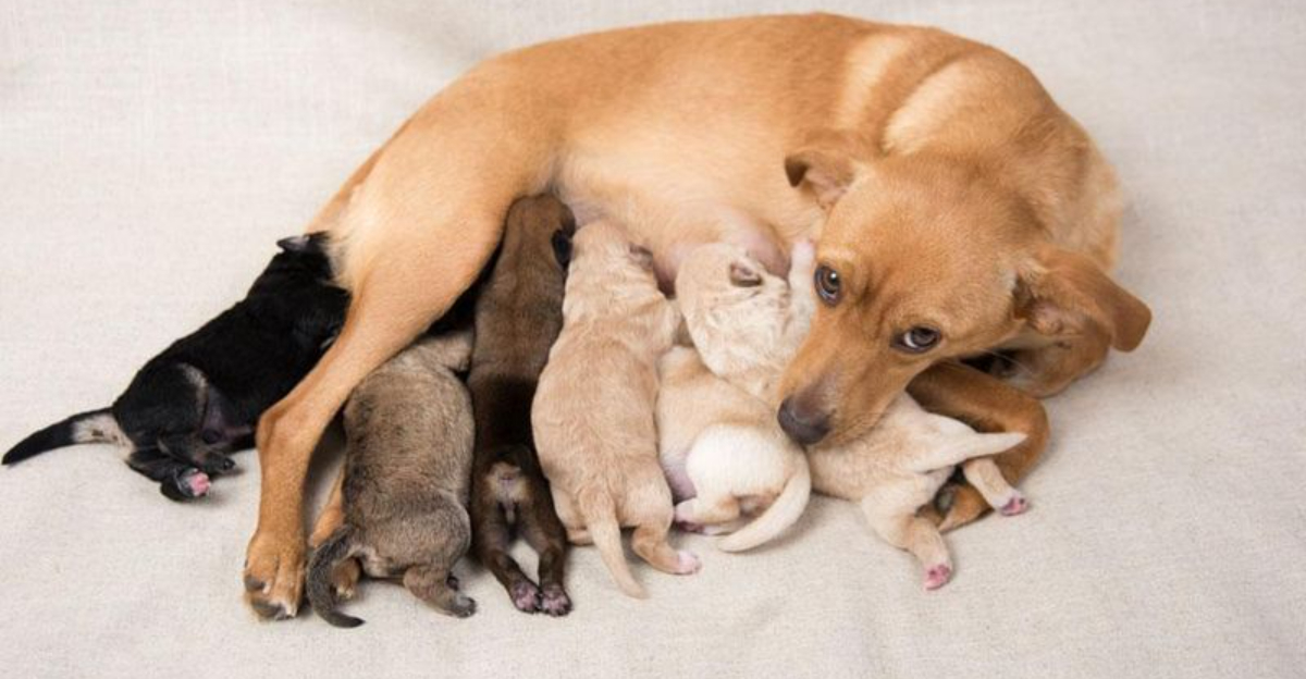Postpartum Care for Dogs: Warning Signs You Shouldn’t Ignore ...