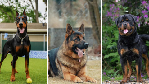 Protect Your Home with These 17 Outstanding Guard Dog Breeds ...