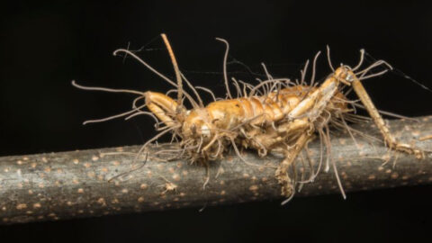 Real-Life ‘Zombie’ Animals: Strange Creatures That Defy Death ...