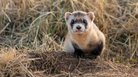 Scientists Brought Back One of America’s Rarest Animals (the Black ...