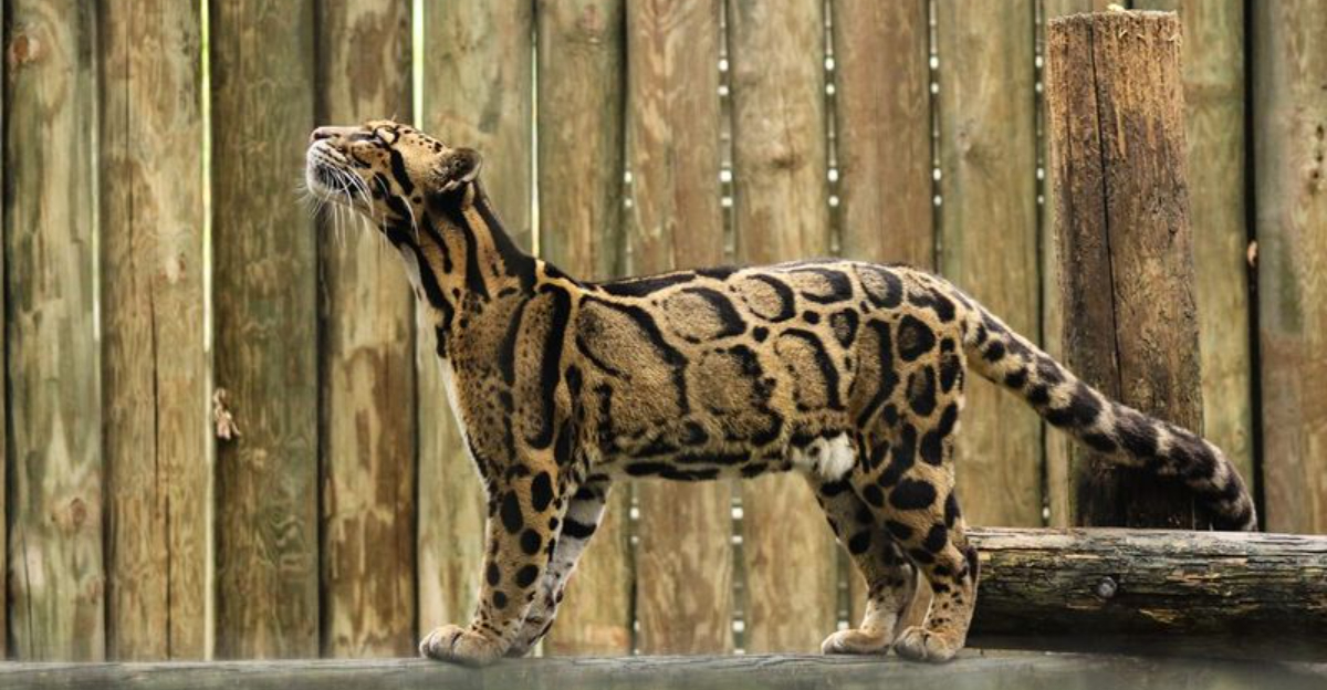 Spotlight on the Clouded Leopard: Fascinating Facts You’ll Love ...
