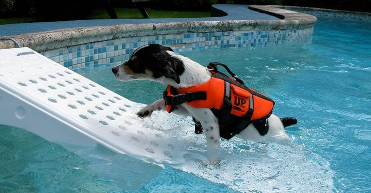 Summer Pool Safety: 10 Products to Protect Your Pets and Local Wildlife ...