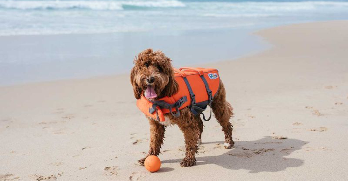 Taking Your Dog to the Beach? Don’t Forget These 12 Essentials ...