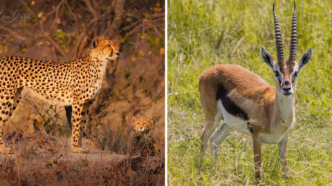 The 11 Fastest Animals That Dominate the Wild - Exploring Animals