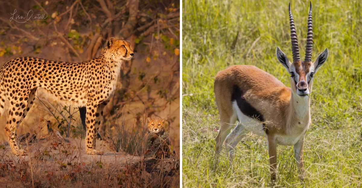 The 11 Fastest Animals That Dominate the Wild - Exploring Animals