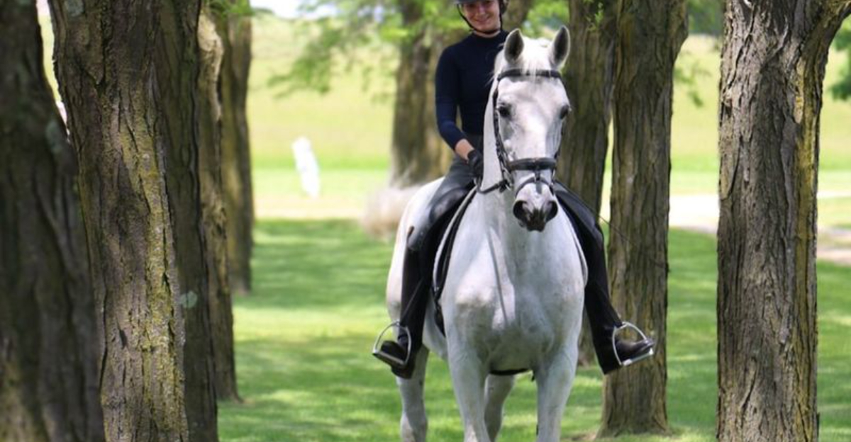 The 12 Most Trusted Horse Breeds for Smooth and Reliable Riding ...