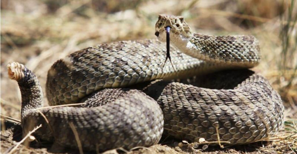 The 13 Most Aggressive Snake Species in America—and Where They’re ...