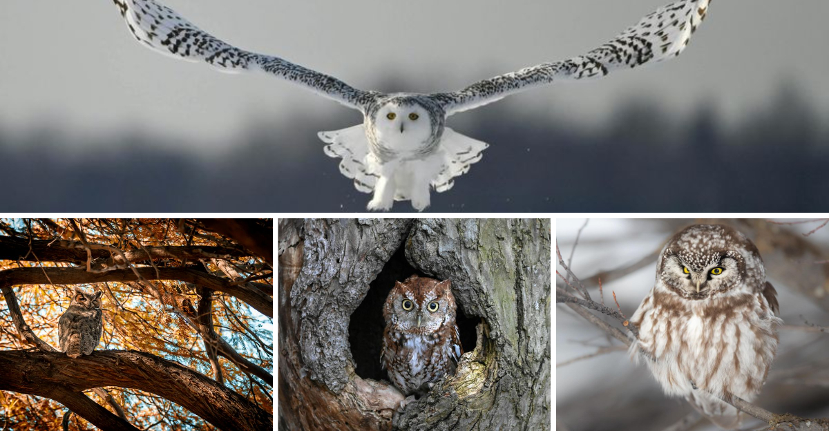 The 13 Most Iconic Owls Found in North America - Exploring Animals