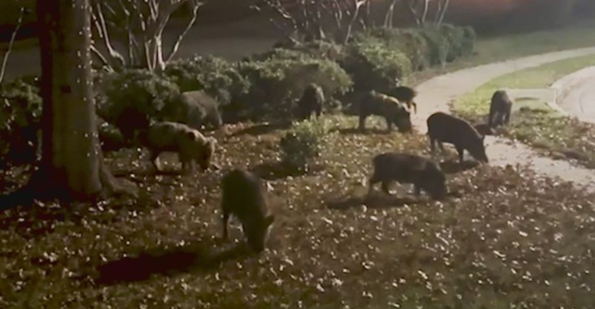 The 19 U.S. States Being Overrun by Wild Hogs — One Has Over 2 Million ...