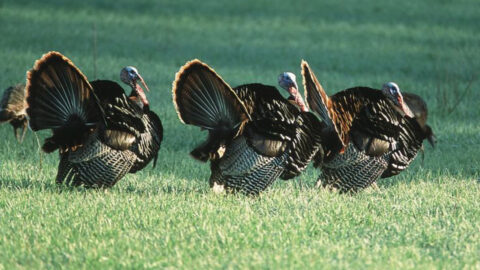 The 20 U.S. States With the Largest Wild Turkey Populations — One Has ...
