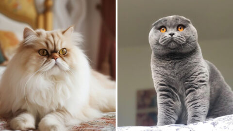 The 30 Most Luxurious and Expensive Cat Breeds in the World - Exploring ...