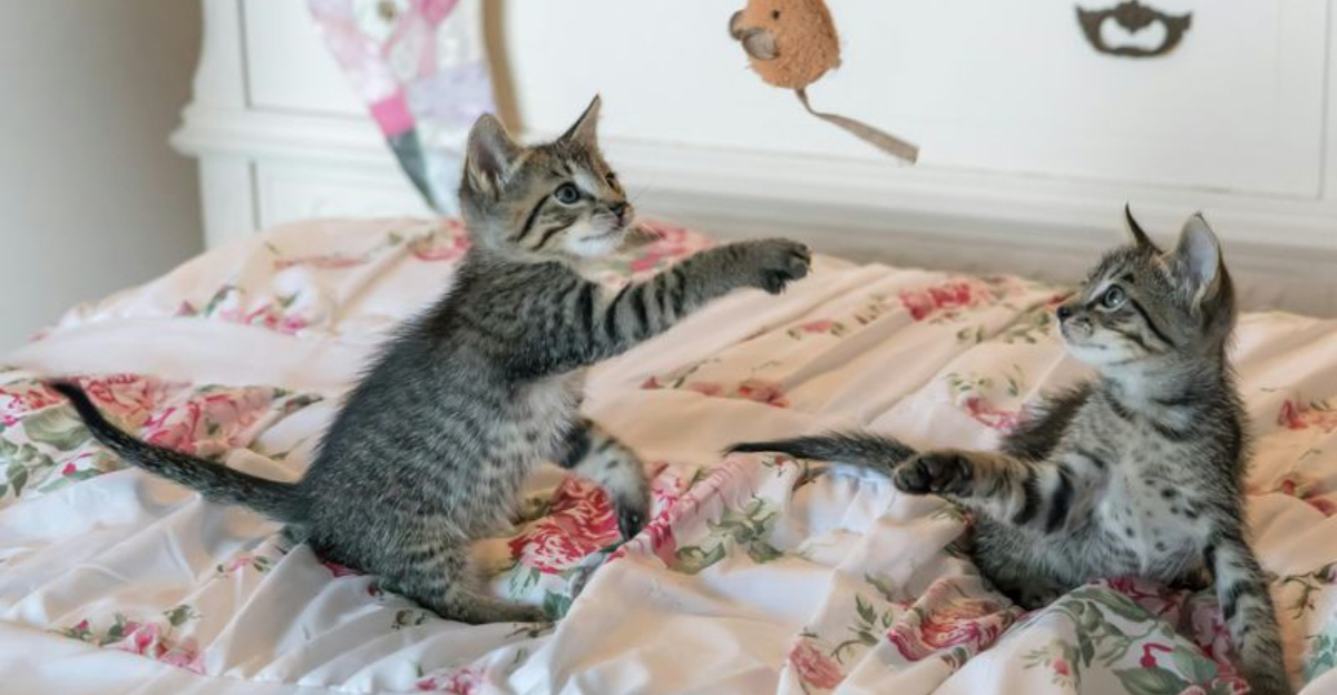 The 9 Most Annoying Things Cats Do - Exploring Animals