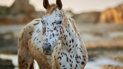 The Beauty of Spots: 17 Animals That Wear Nature’s Polka Dots ...