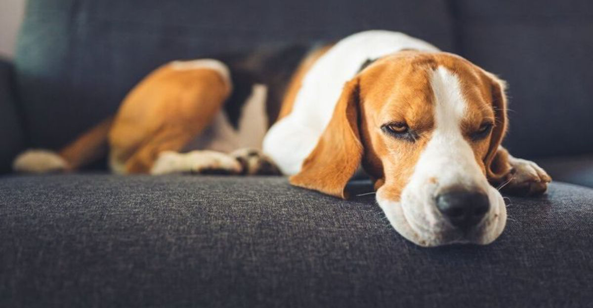 The First Signs of Cancer in Dogs—And When to Call the Vet - Exploring ...