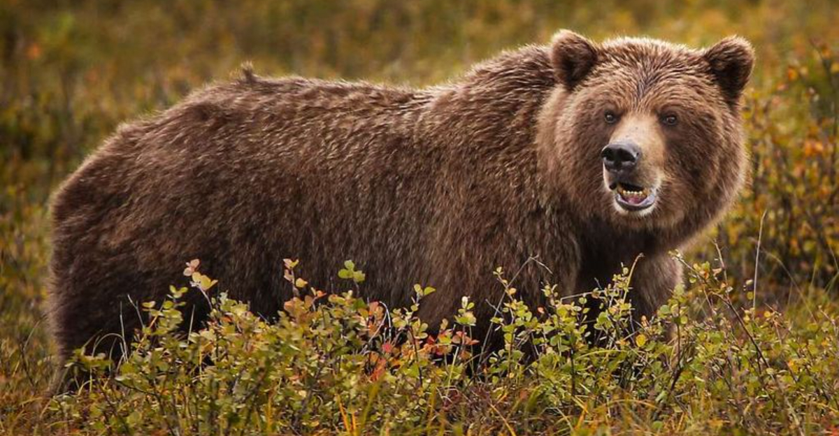 The Most Dangerous Animal in Every State (Yup, Even Yours) - Exploring ...