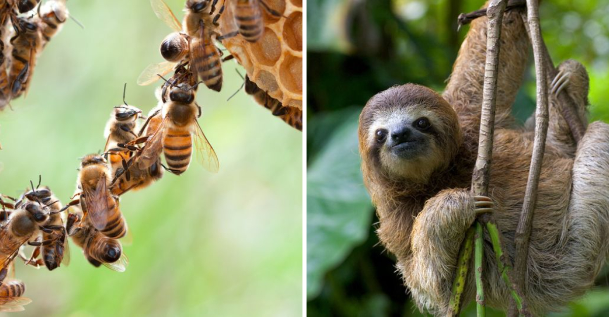 The Purpose of Animals: 15 Reasons Why We Need Them on Earth ...