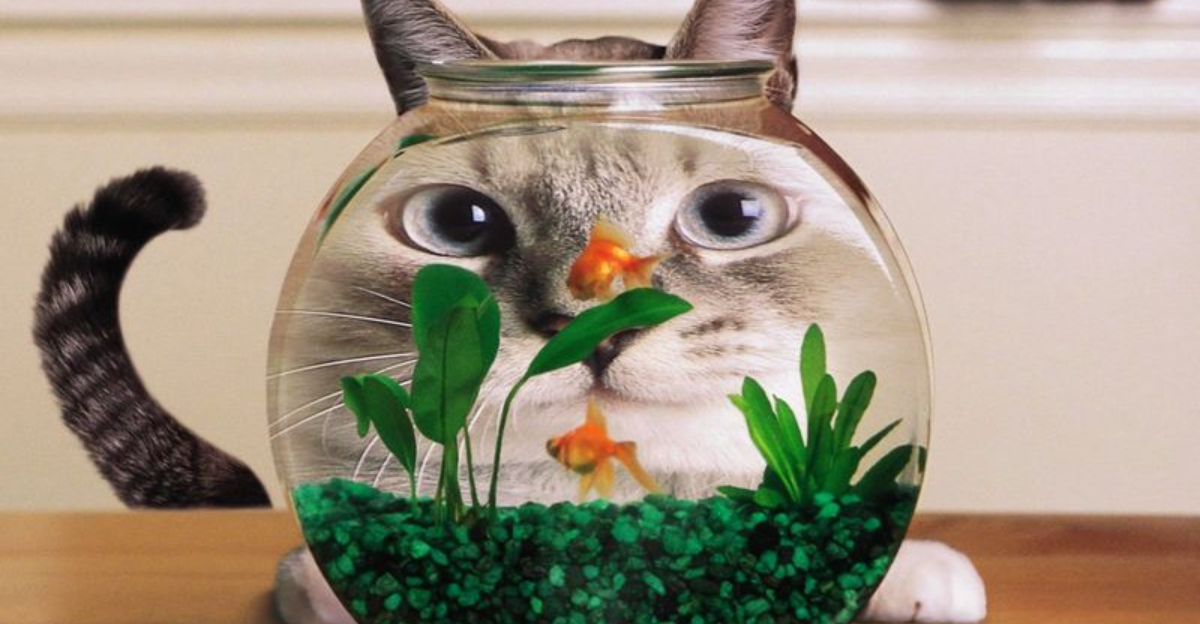 The Surprising Reason Cats Can’t Stop Staring at Fish Tanks - Exploring ...